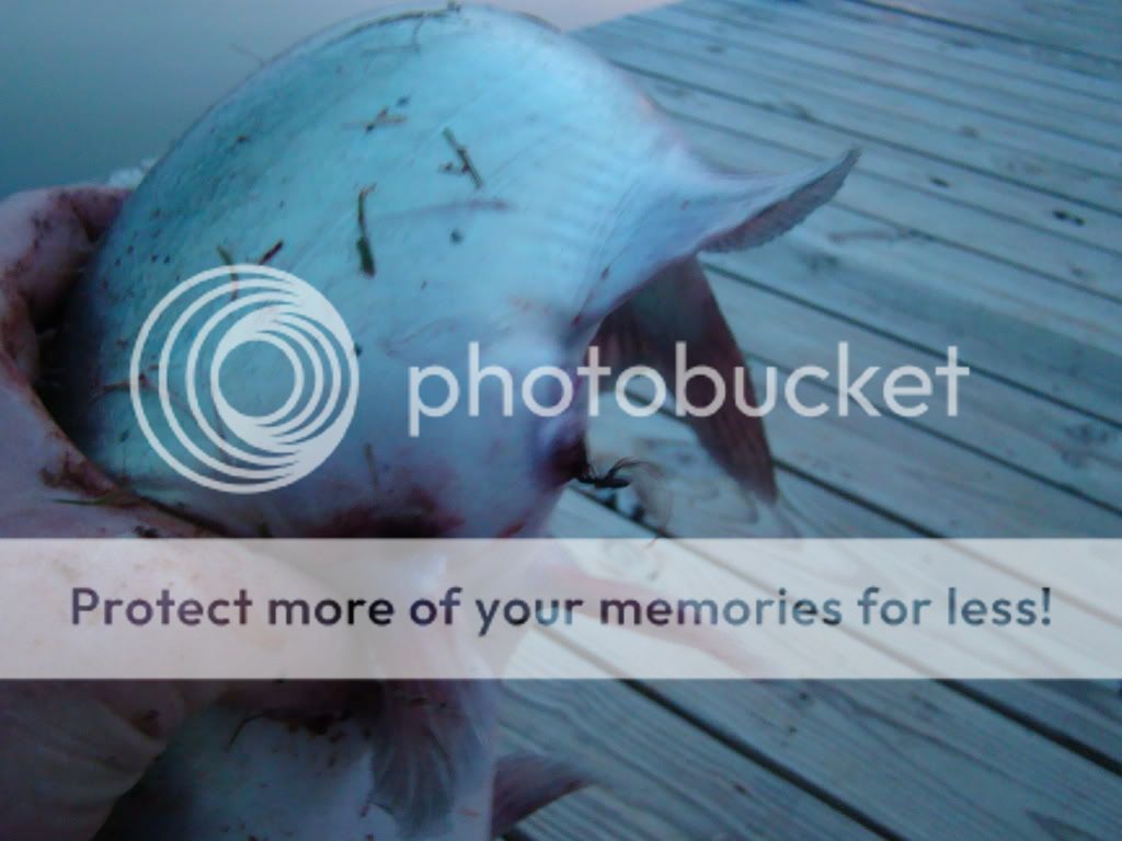 CAN A CATFISH POOP A HOOK......? - Pond Boss Forum