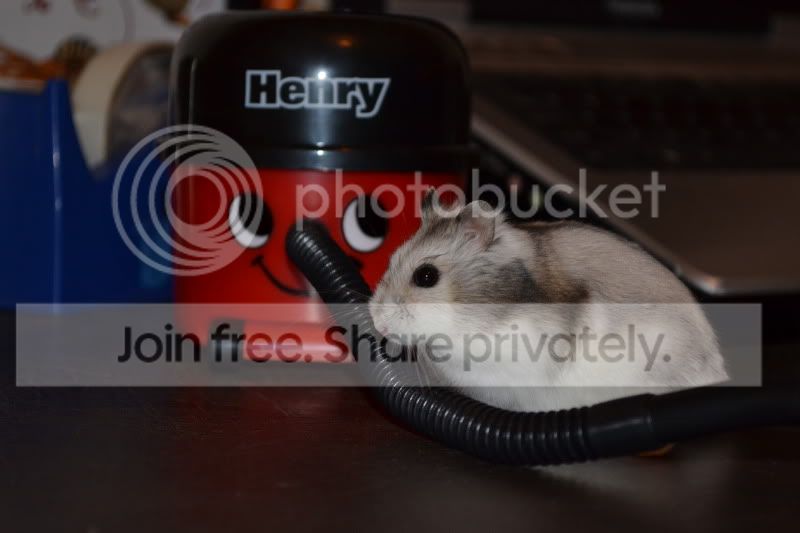 Hamster unique thread - Hamster Central