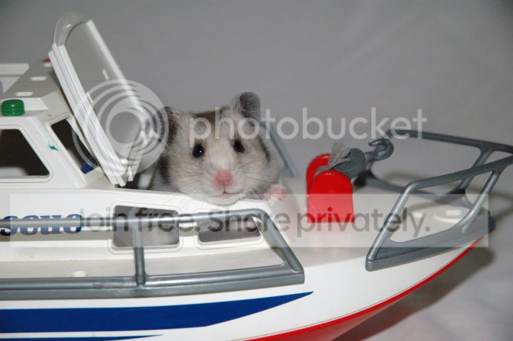 Hamster unique thread - Hamster Central