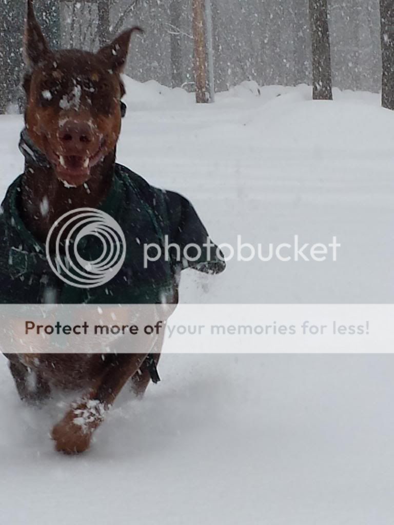 Another storm, more snow pics! | Doberman Forum : Doberman Breed Dog Forums